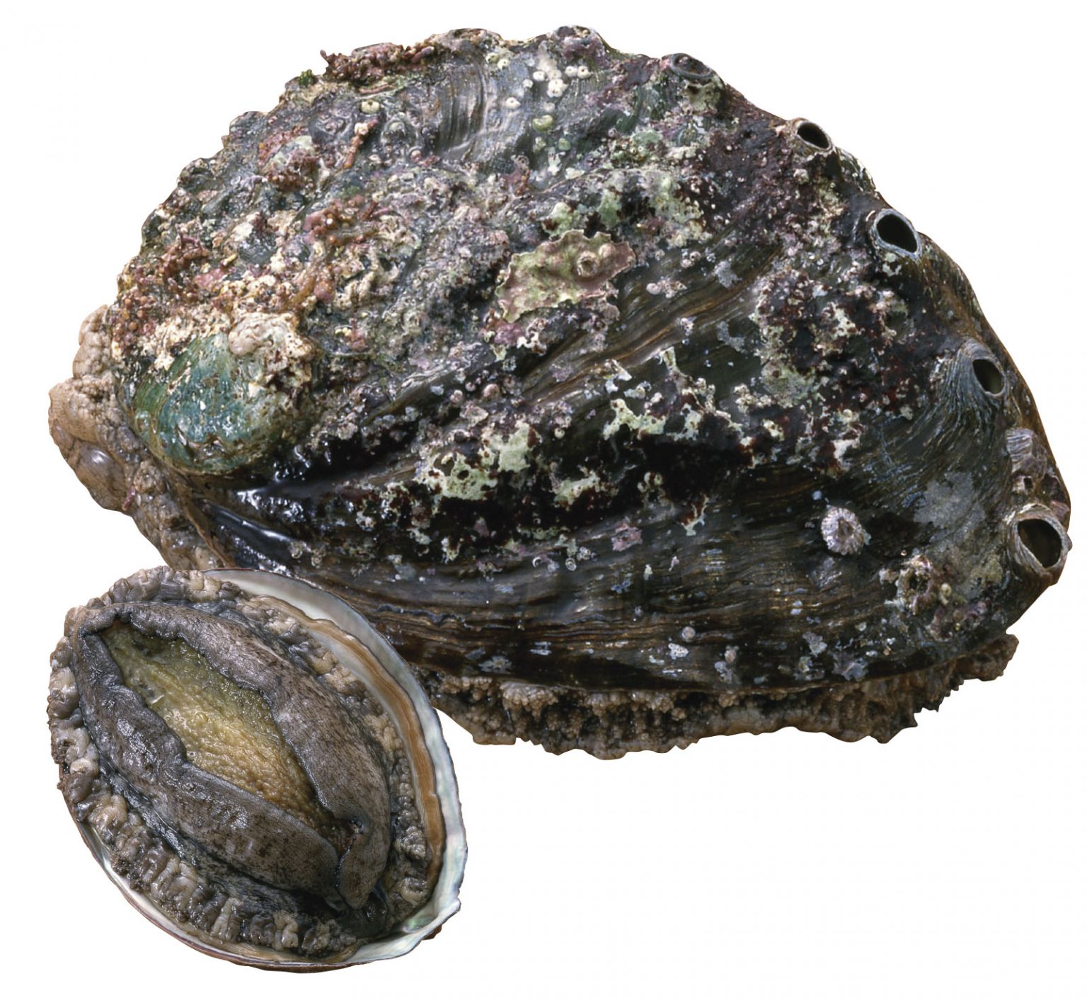 鮑 - アワビ - | Fのかがやき